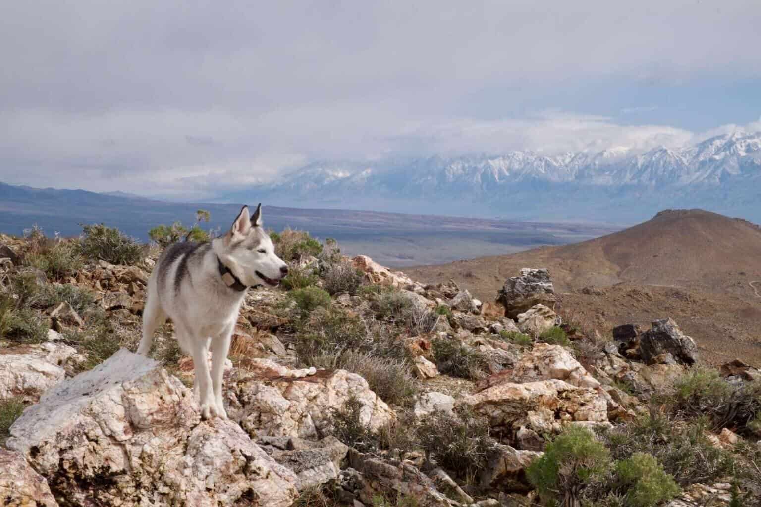 9 Tips For Mountain Biking With Your Dog